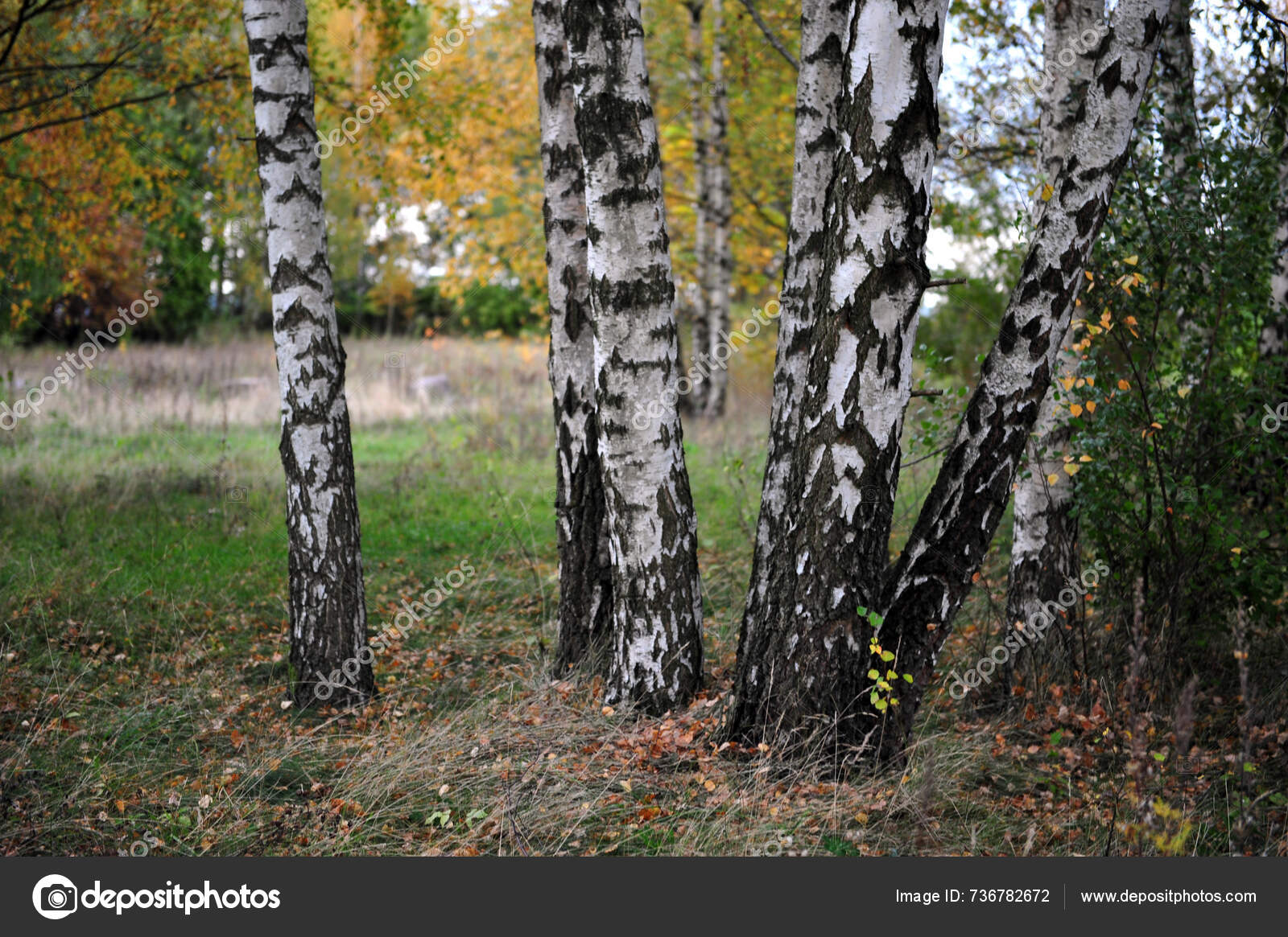 Natural Forest Scene Birch Tree Trunks Horizontal Photo — Stock Photo ...