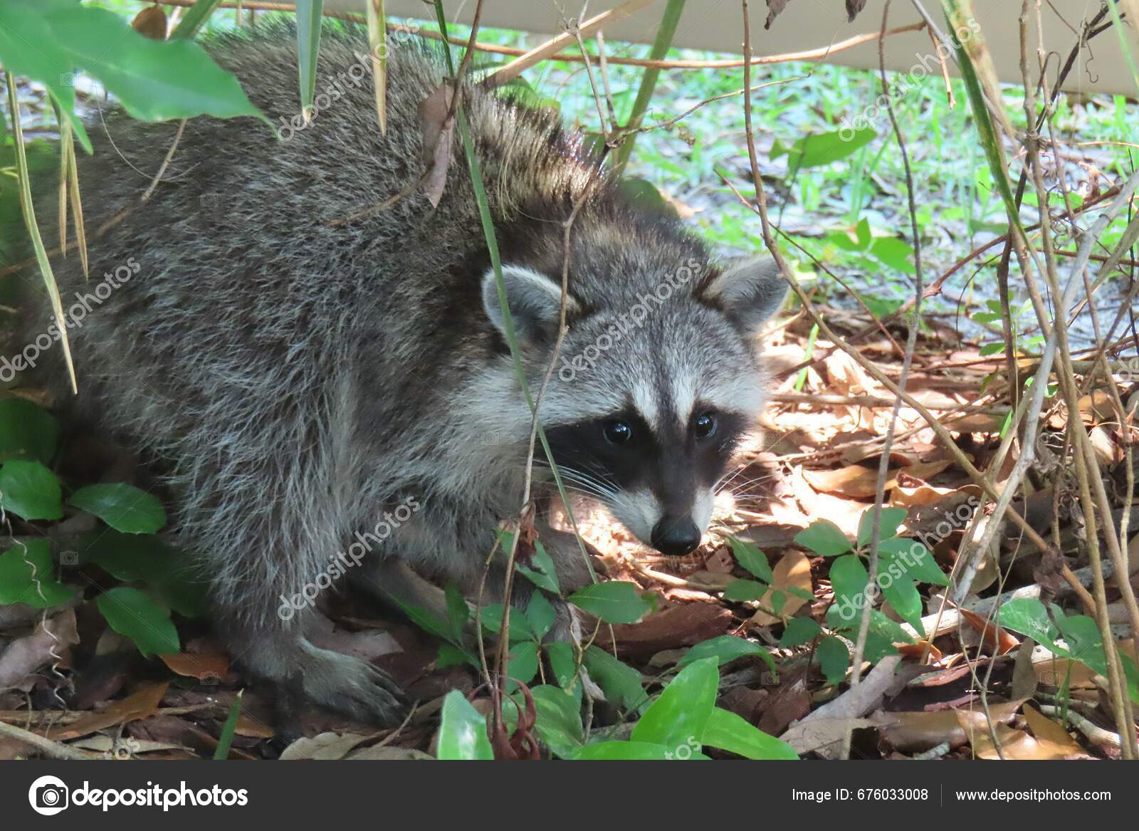 Raccoon Plant Background Florida Wild Closeup — Stock Photo ...