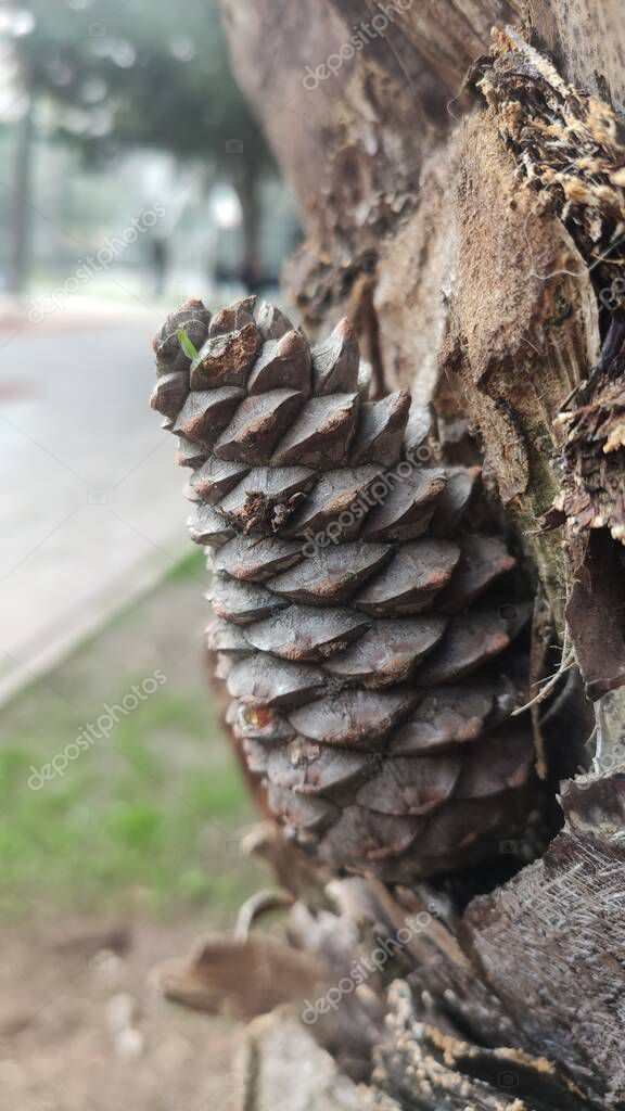 Cono de pino en el tronco del árbol. Primer plano Shot.Photography. 2025