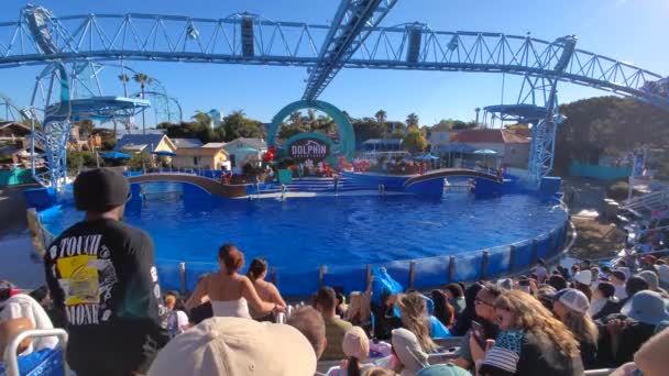 Dolphin Dolphins Show Large Pool Aquatic Mammals Swim Jump Play — Stock ...