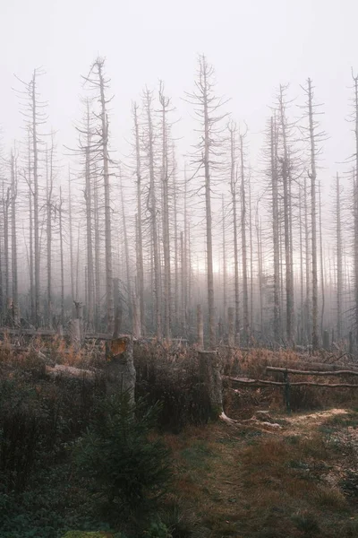 Cursed forest Stock Photos, Royalty Free Cursed forest Images ...