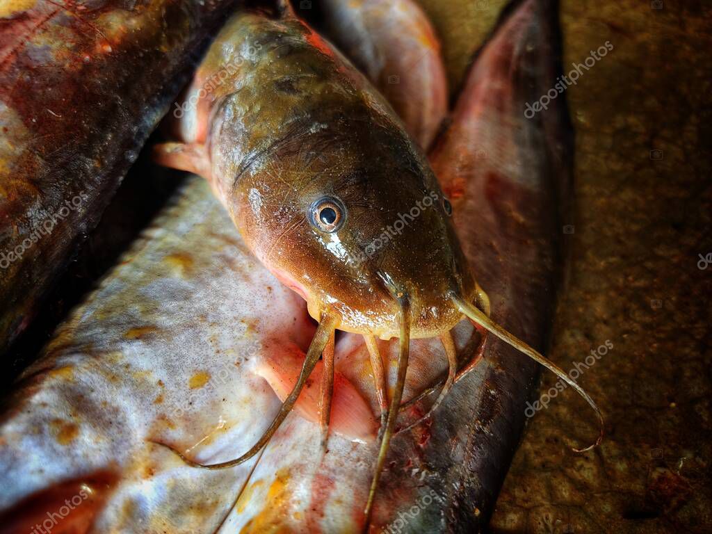 Montón de grandes magur clarias bagre después de la agricultura 2022