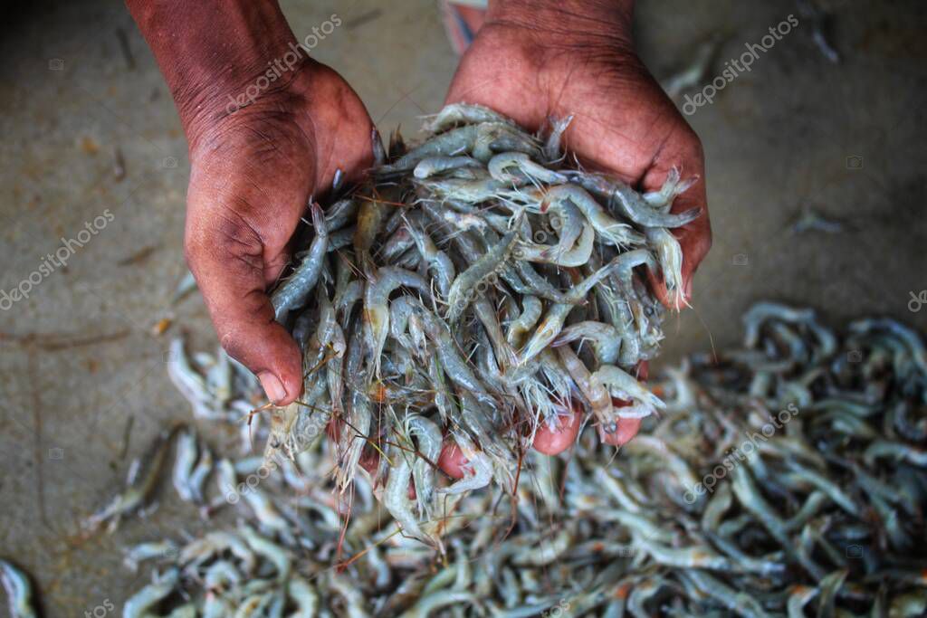 camarones frescos en la mano de un piscicultor de cerca HD camarón en ...