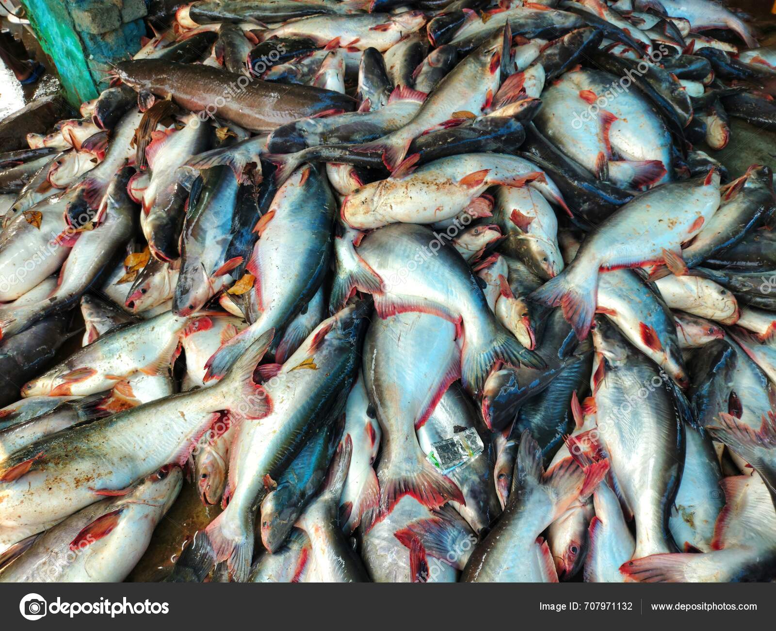 Pile Big Pangasius Sutchi Fish Ready Sale Big Shark Catfish — Stock ...