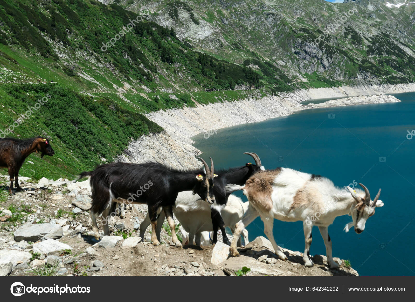 Goats On Dam