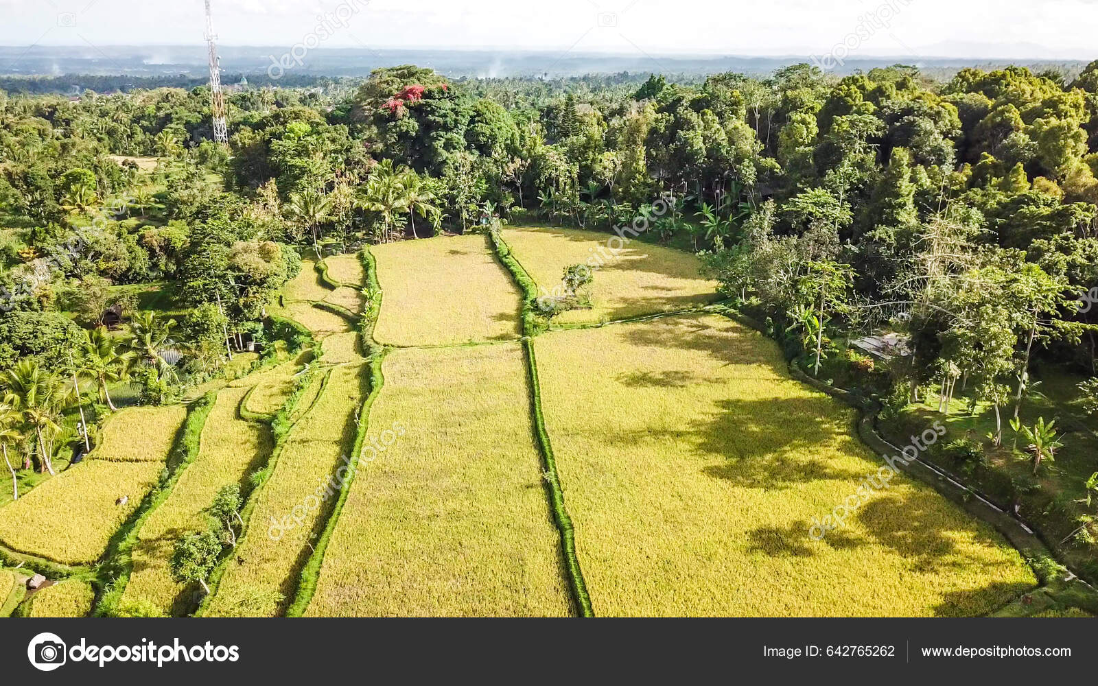 Drone Shot Long Stretching Rice Fields Tetebatu Lombok Indonesia Bamboo ...