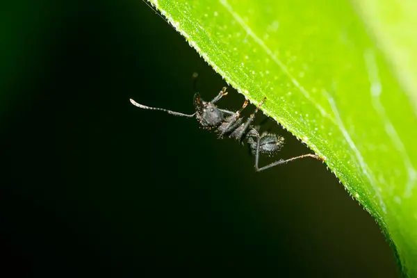 Insectenbeet herkennen afbeelding Stock Photos, Royalty Free ...