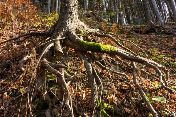 Forest roots Stock Photos, Royalty Free Forest roots Images | Depositphotos