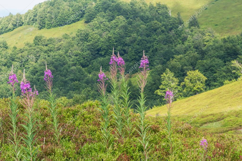 Captura de la vibrante exhibición de flores de leña en plena floración ...