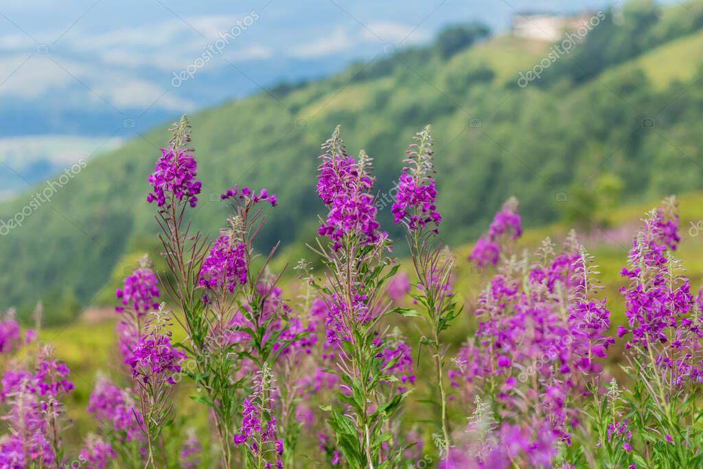 Captura de la vibrante exhibición de flores de leña en plena floración ...