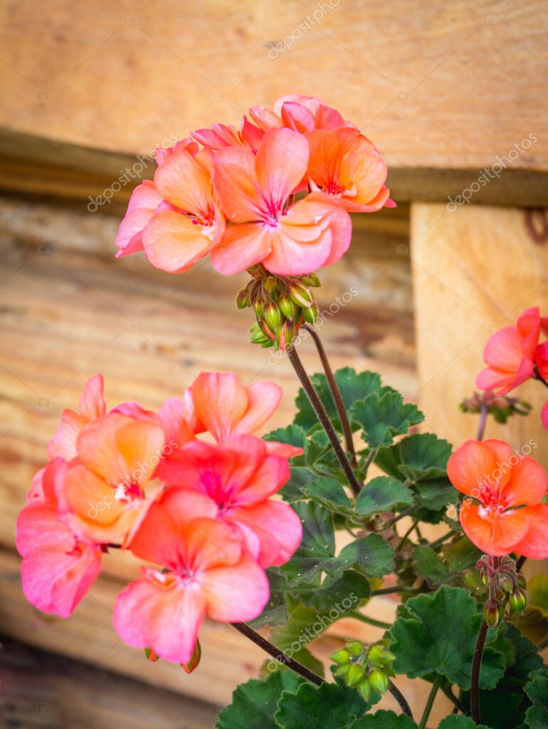 Admire la delicada belleza de una flor de geranio rosa en primer plano ...