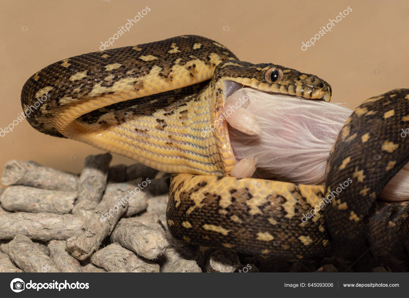 Hatchling Australian Diamond Python Taking First Feed — Stock Photo ...