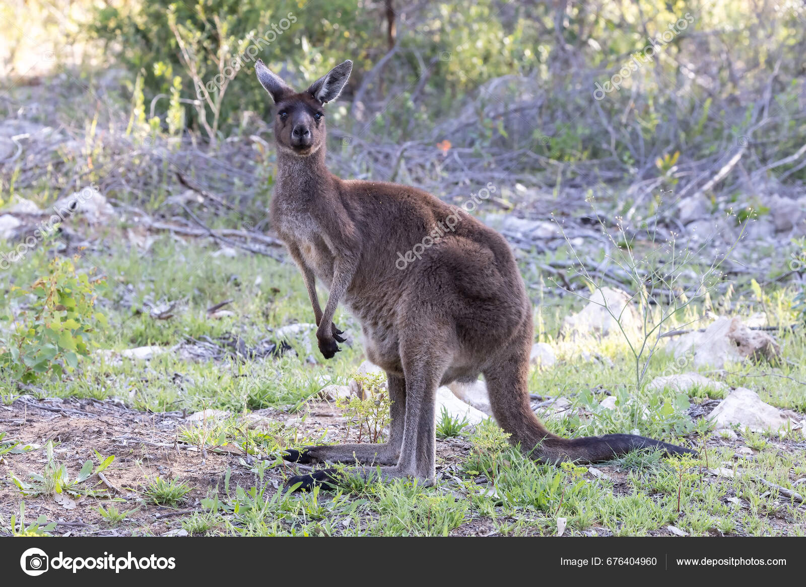 Wild Australian Western Grey Kangaroo — Stock Photo © kengriffiths.live ...