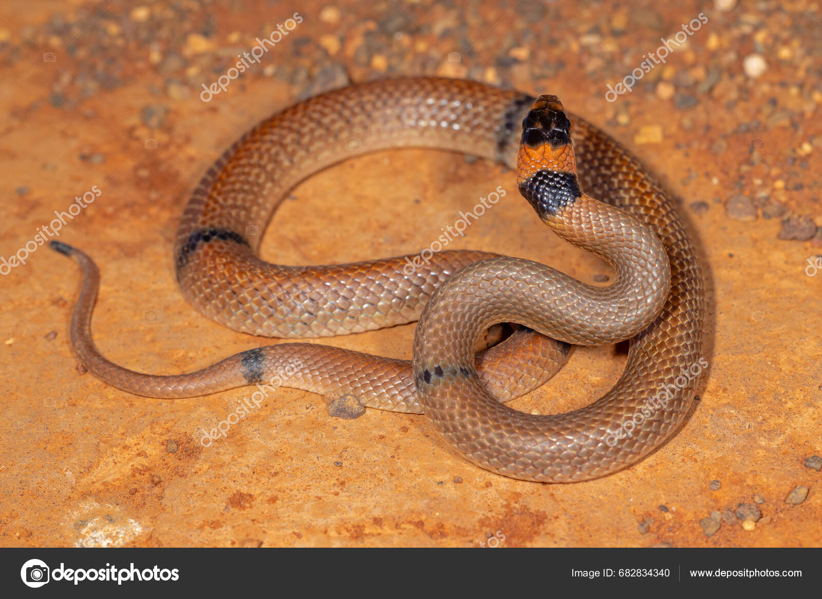 Australian Ringed Brown Snake Defensive Pose — Stock Photo ...