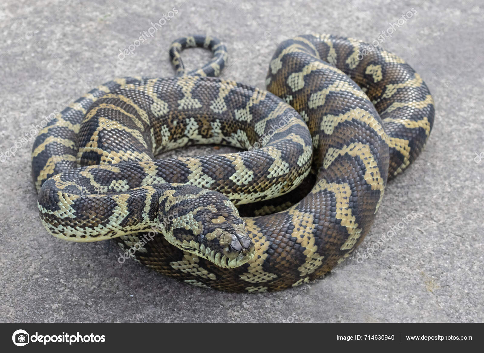Australian Carpet Python Morelia Spilota — Stock Photo © kengriffiths ...