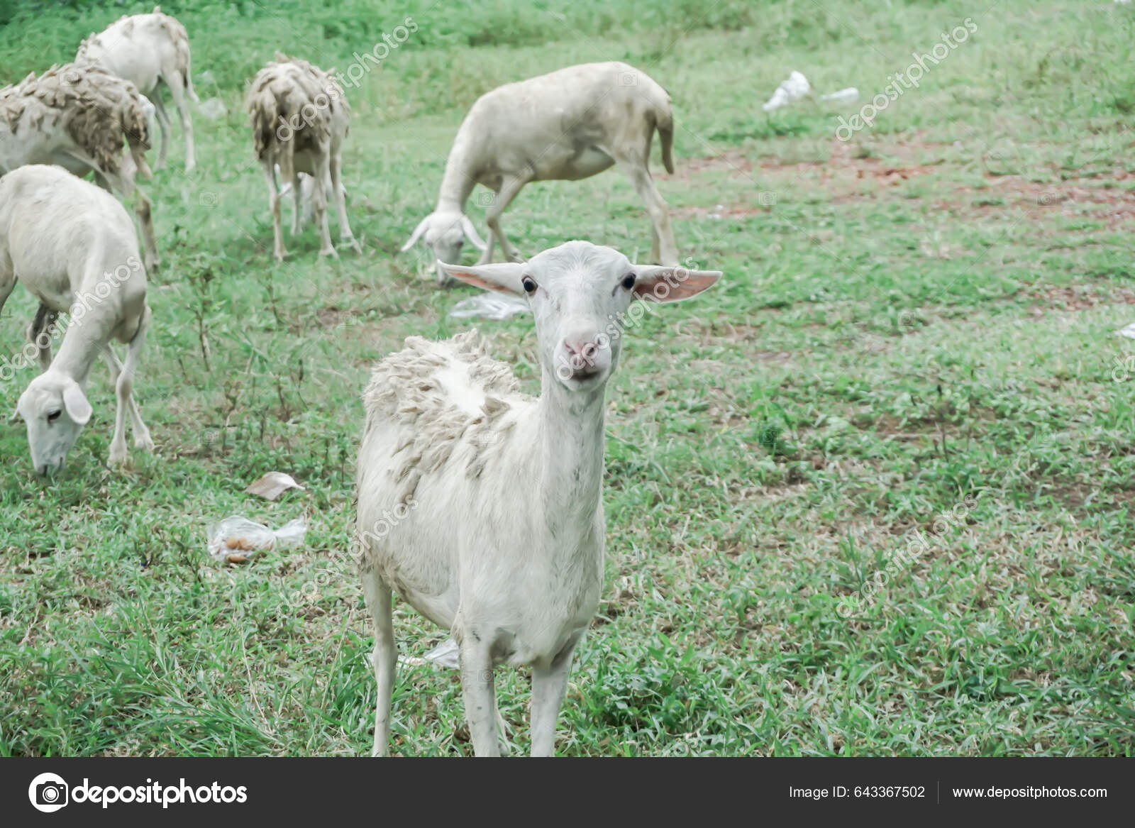 Sheep Grass Farm Indonesia Southeast Asia — Stock Photo © lytaccept ...