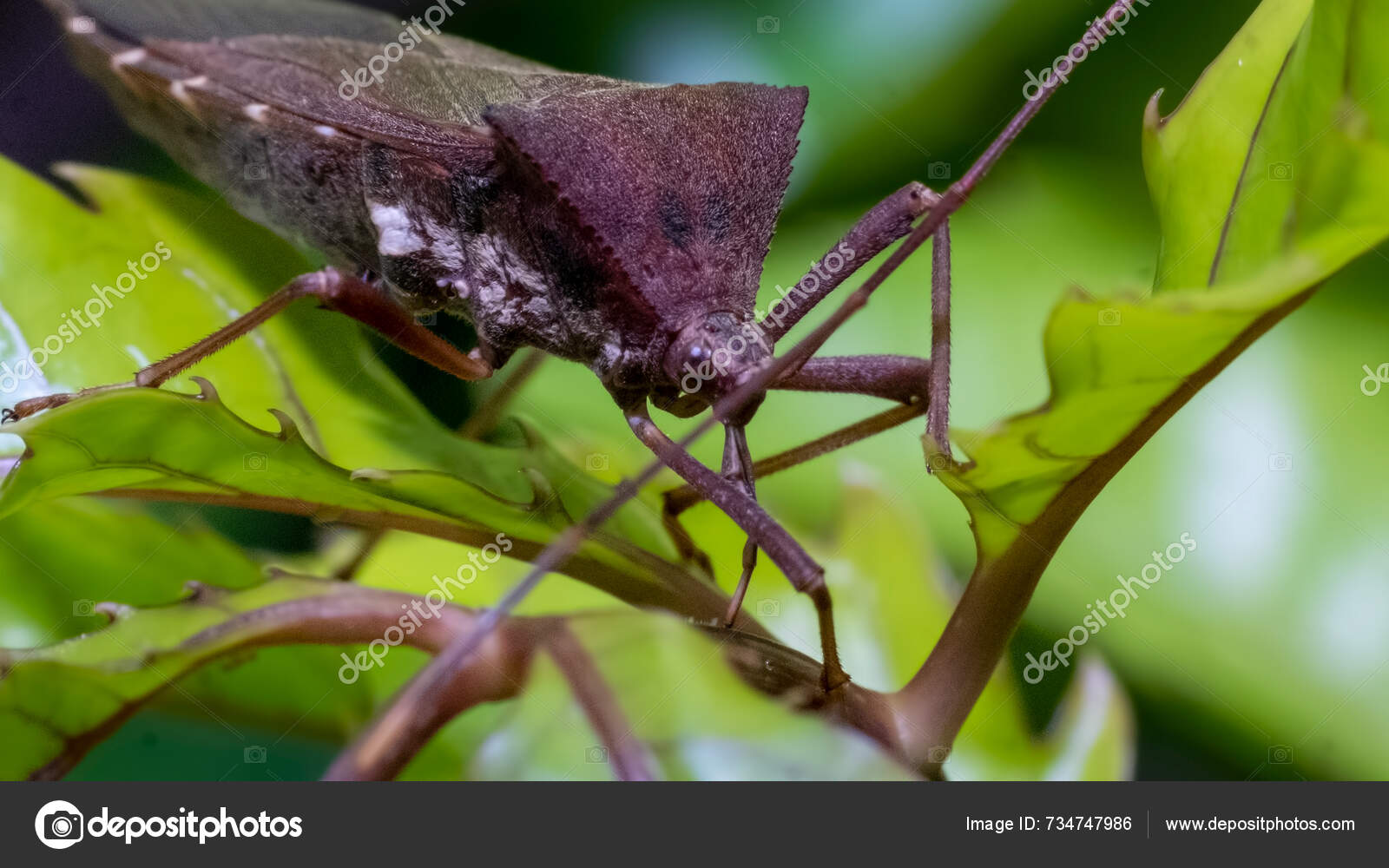 Coreid Bug Family Coreidae Also Called Leaf Foot Bug Squash — Stock ...
