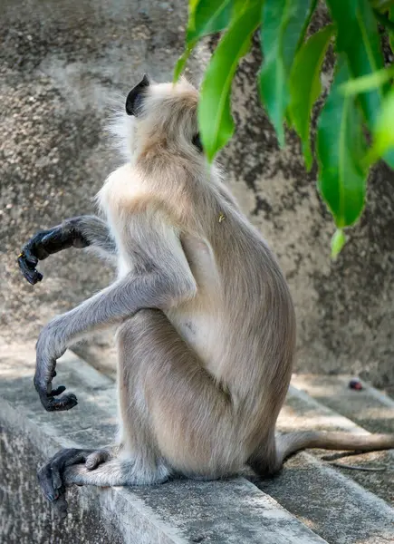 Monkey posture Stock Photos, Royalty Free Monkey posture Images ...
