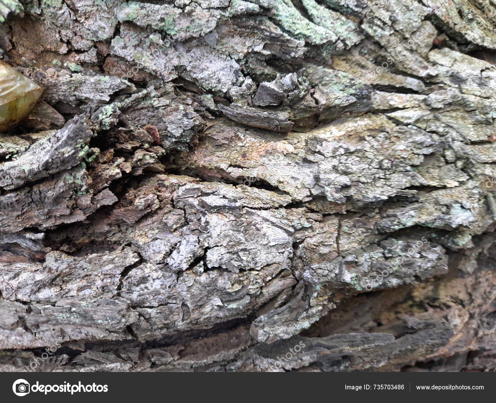 Close Tree Trunk Brown Bark Top View Nature — Stock Photo © falisme18 ...