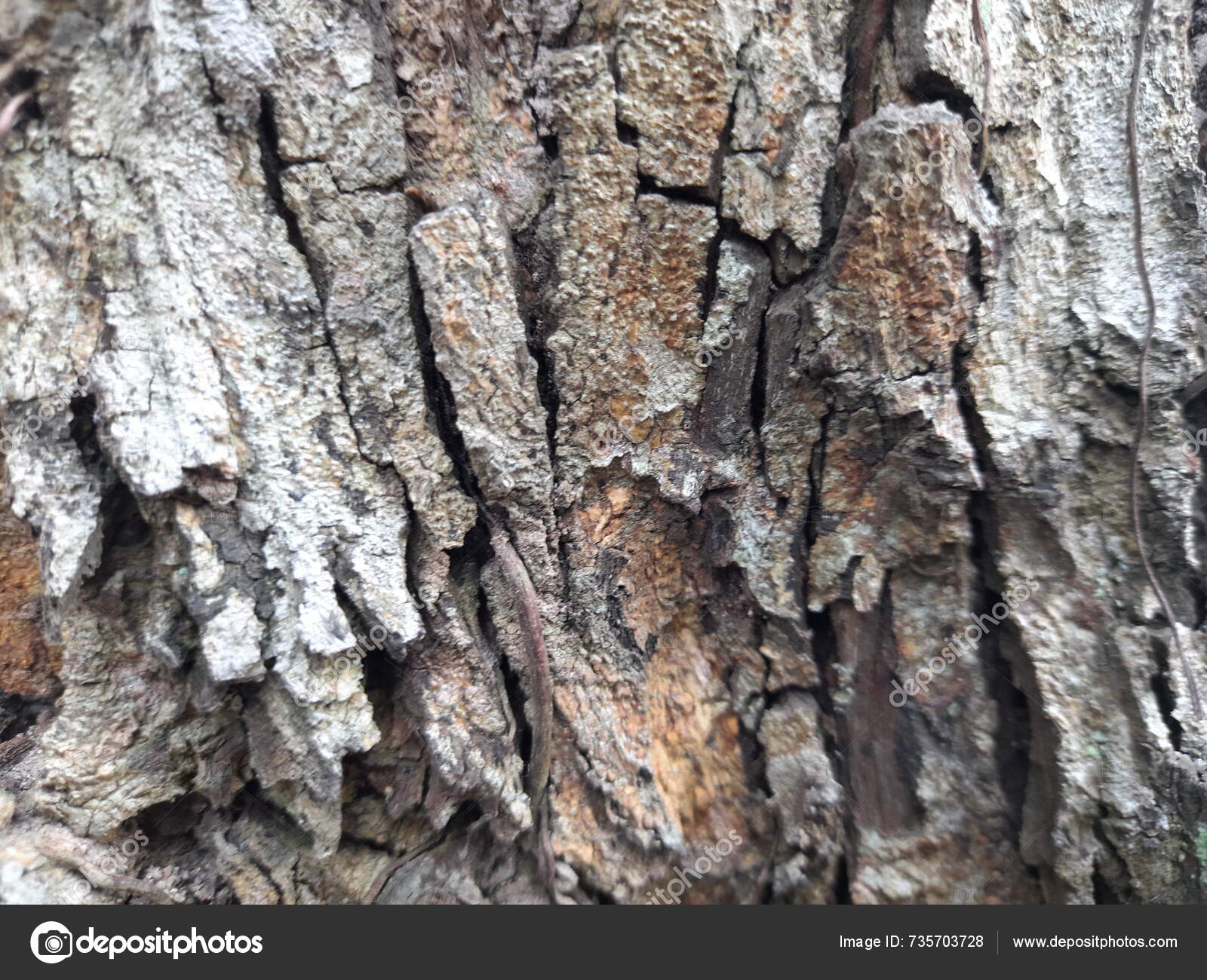 Close Tree Trunk Brown Bark — Stock Photo © falisme18.gmail.com #735703728