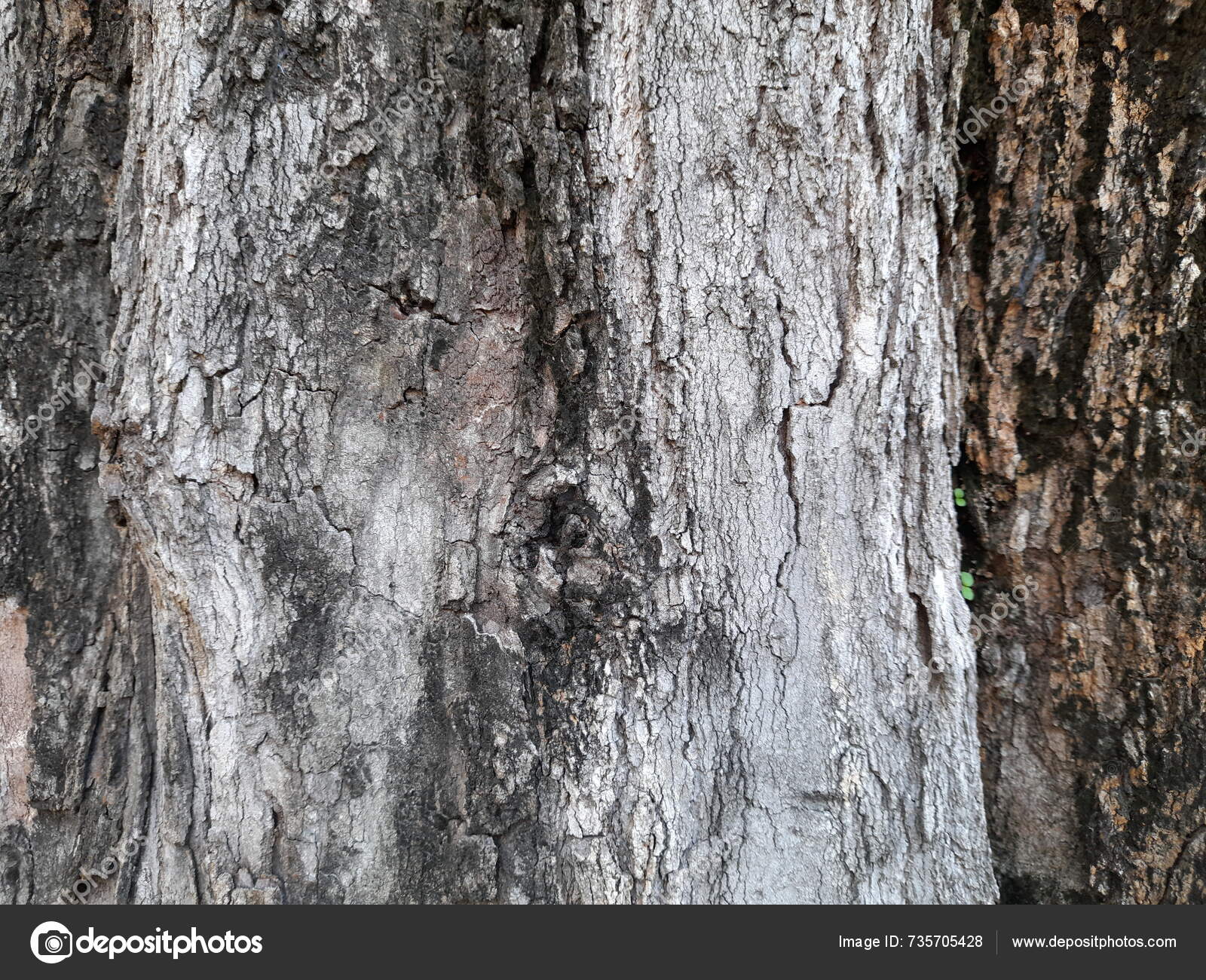 Close Tree Trunk Brown Bark Top View — Stock Photo © falisme18.gmail ...