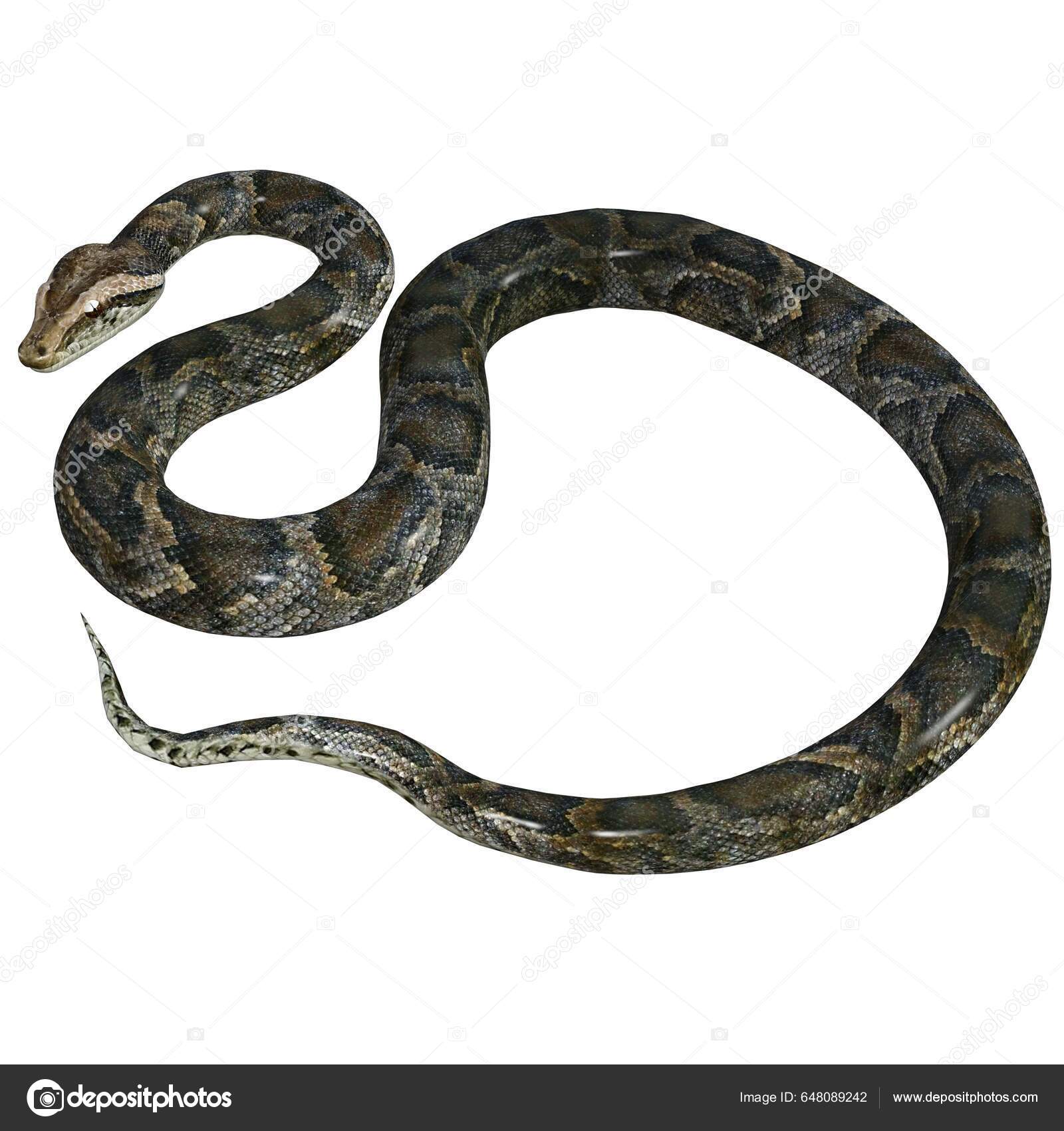Render Illustration Brown Python — Stock Photo © NovaRenderStock #648089242