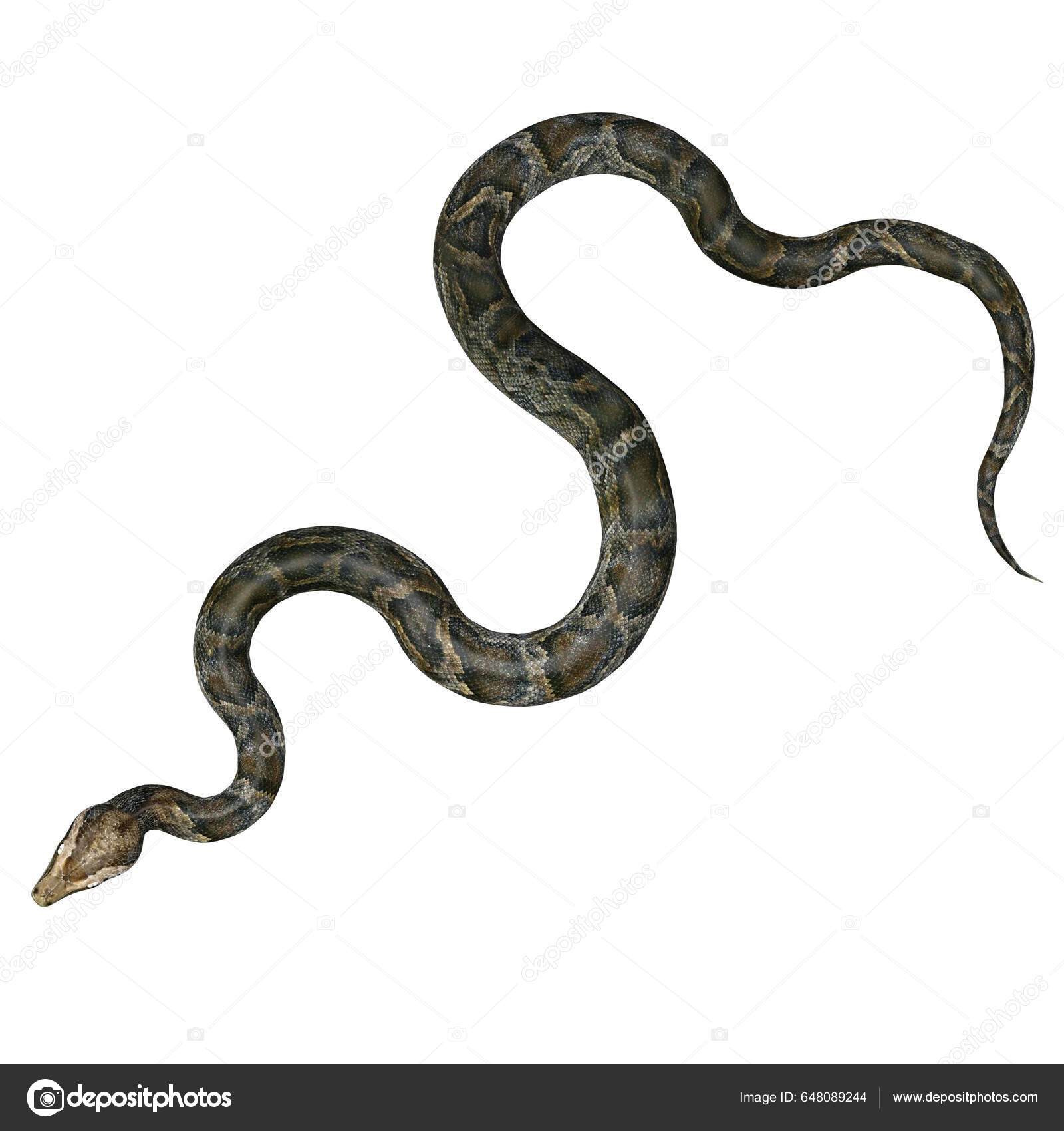 Render Illustration Brown Python — Stock Photo © NovaRenderStock #648089244