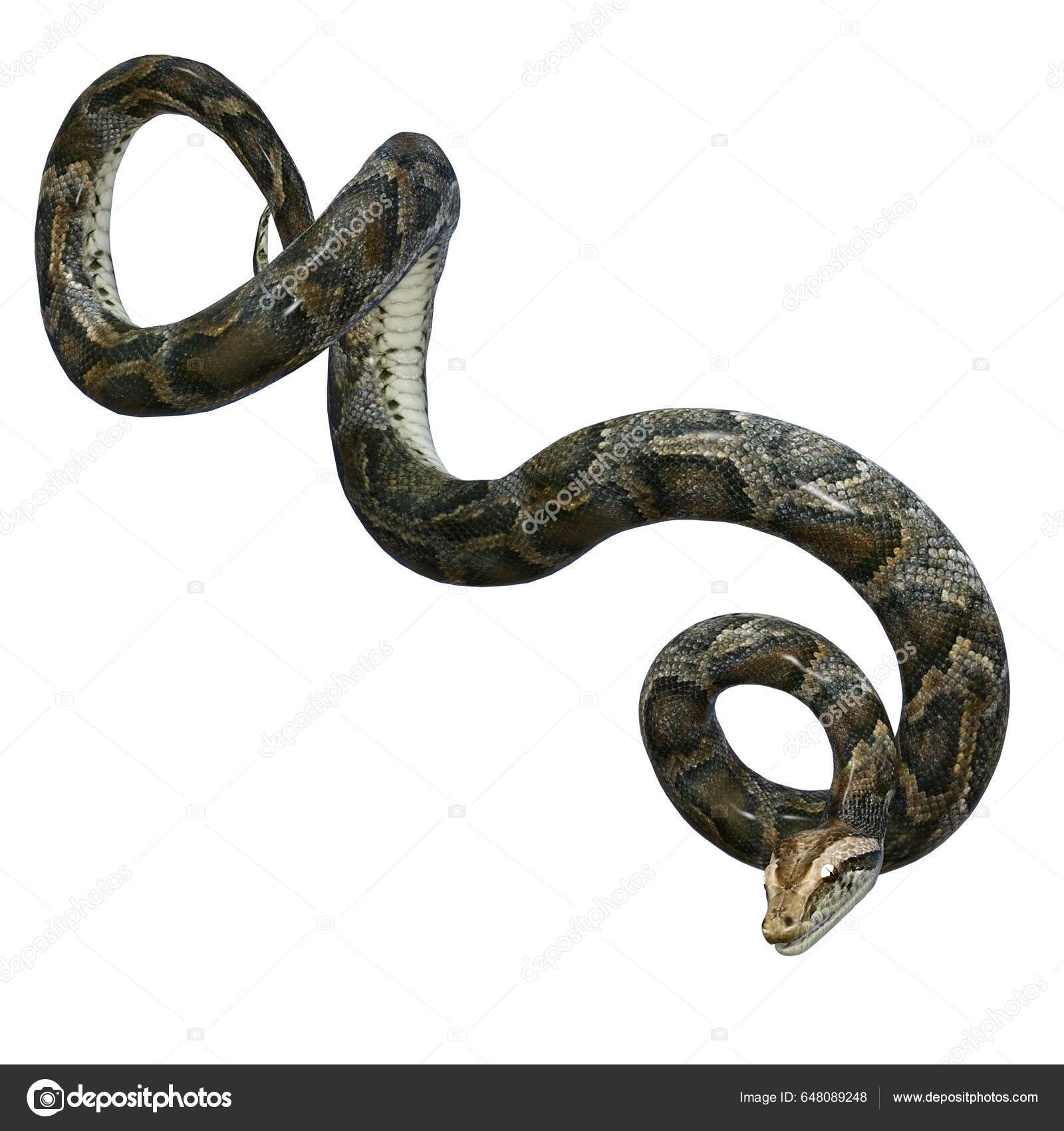 Render Illustration Brown Python — Stock Photo © NovaRenderStock #648089248