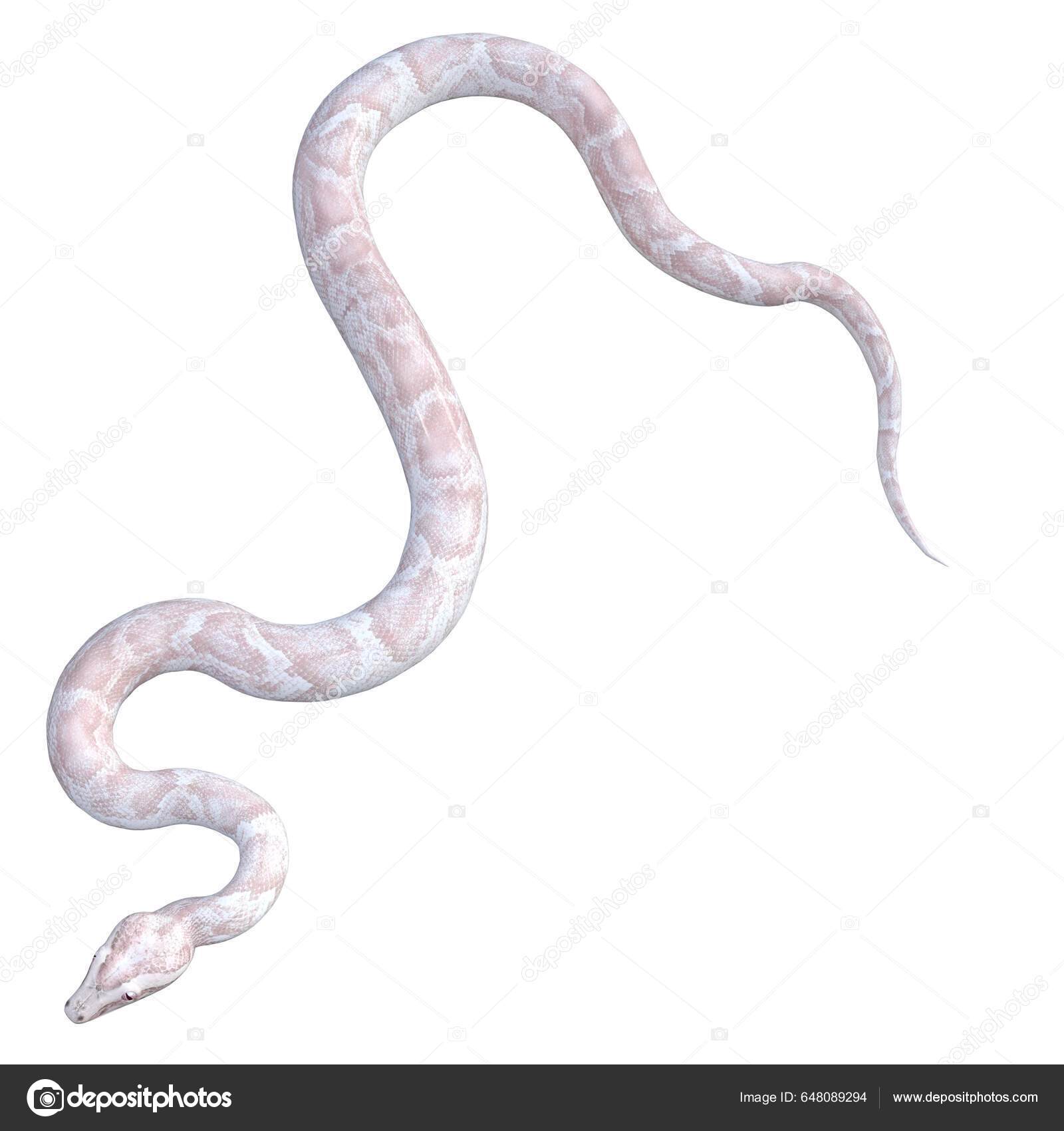Render Illustration White Pink Albino Python — Stock Photo ...
