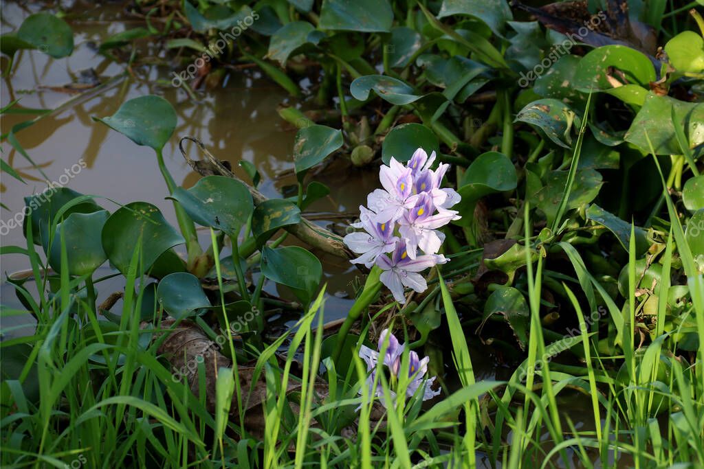 La flor común de Hyacinth del agua que crece en una orilla del río en ...