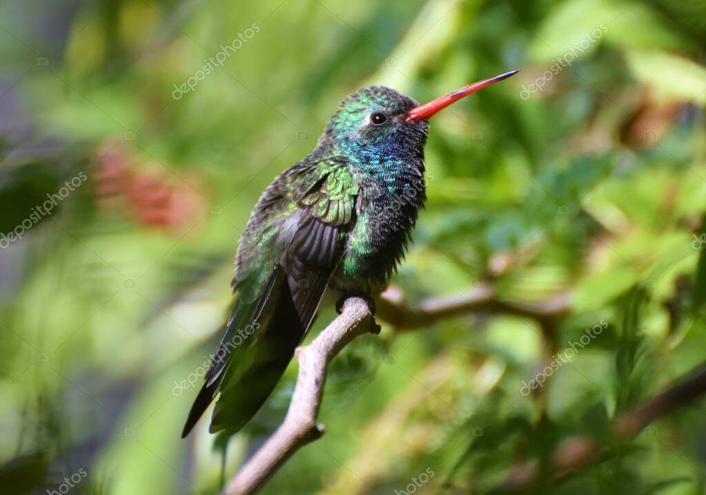 Colibrí de pico ancho (Cynanthus latirostris) sentado en una rama de ...