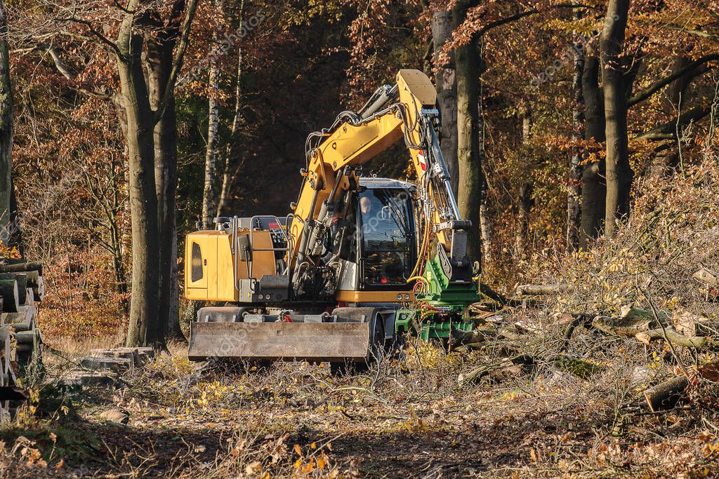 una toma arroja las hayas enfermas, taladas y aserradas que murieron ...