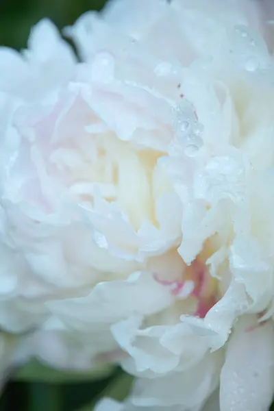 Peonies in dew drops Stock Photos, Royalty Free Peonies in dew drops ...