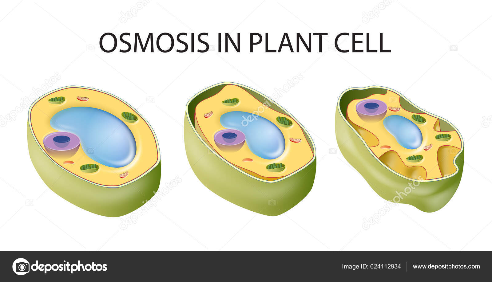 Diagram Showing Osmosis Plant Cell Stock Photo by ©aldonagriskeviciene ...
