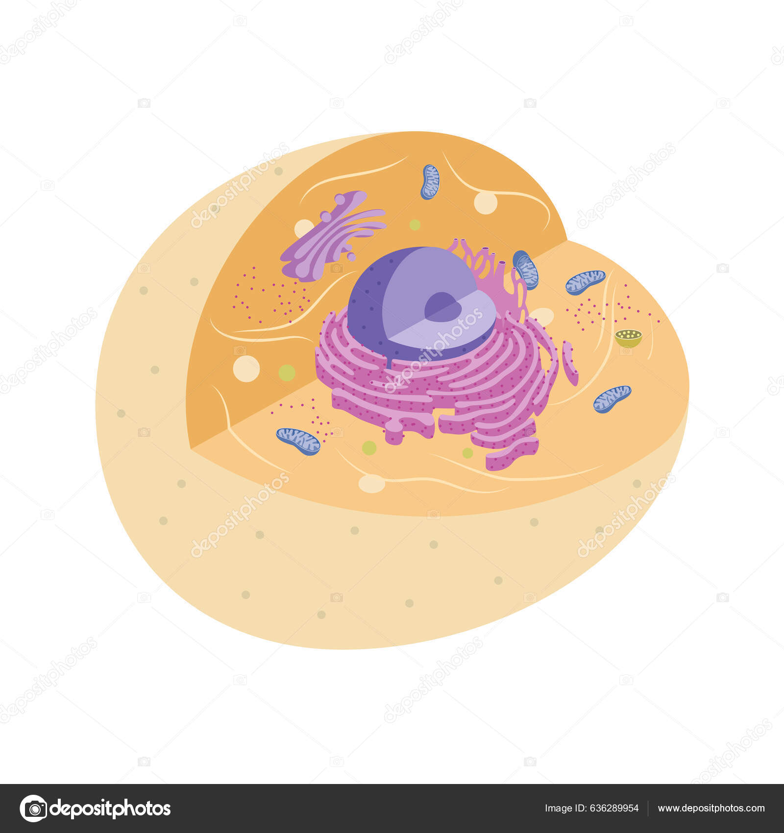 Illustration Animal Cell Organelles Stock Illustration by ...