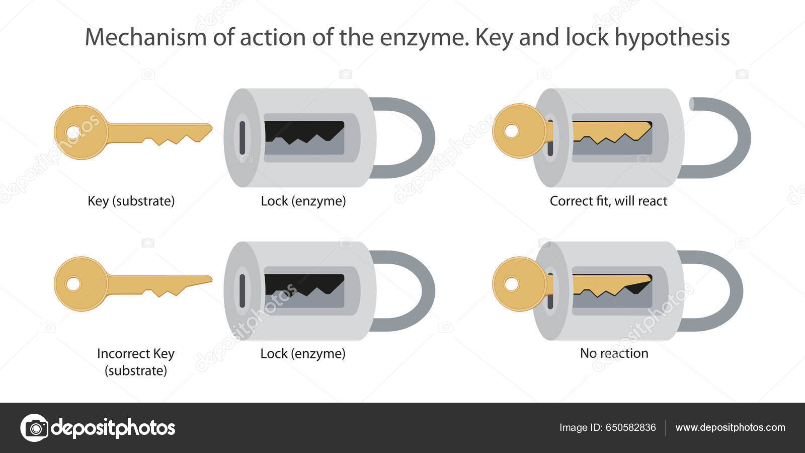 Enzyme Lock And Key