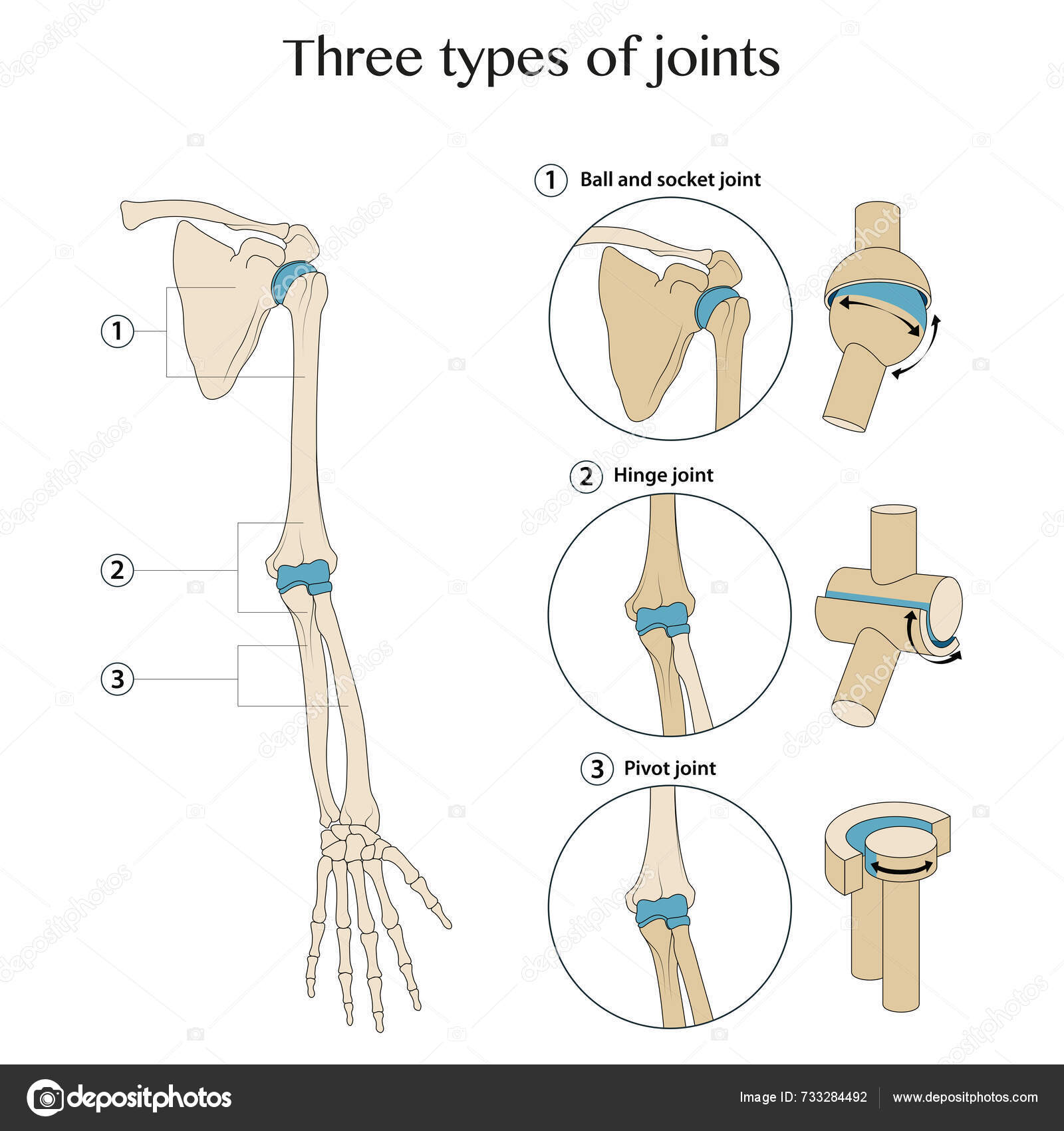 Three Types Hand Joints — Stock Photo © aldonagriskeviciene #733284492
