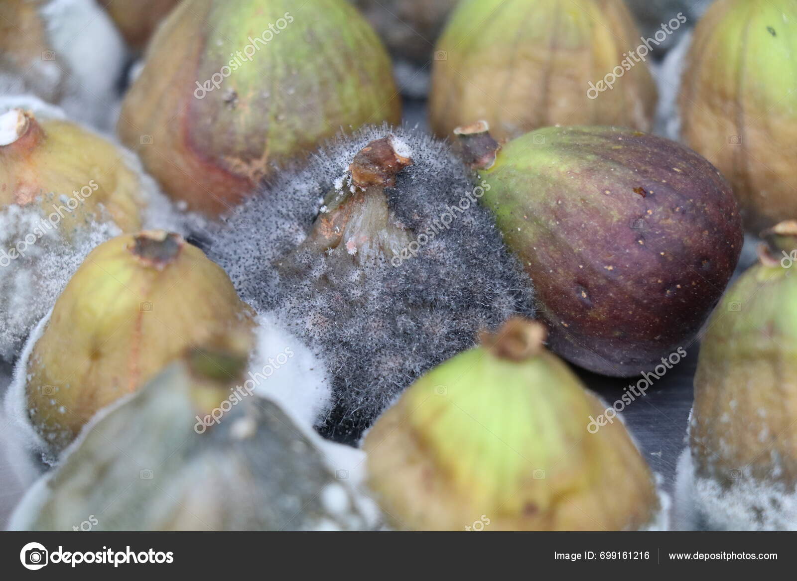 Rotten Figs Different Stages Grey Mold — Stock Photo © niki72 #699161216 Rotten Figs Different Stages Grey Mold — Stock Photo © niki72 #699161216