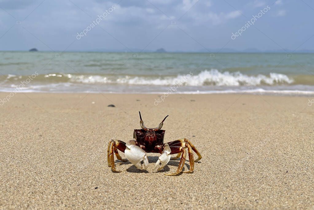 Horned ghost crab(Ocypode ceratophthalmus) or horn-eyed ghost crab. It ...