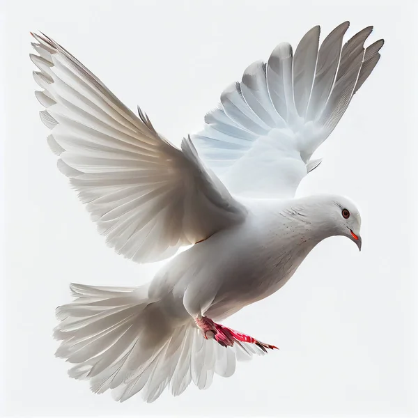 White Dove Bird Flying
