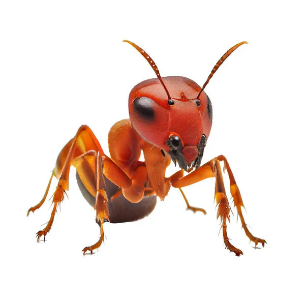 Myledaphus Stock Photos, Royalty Free Myledaphus Images | Depositphotos