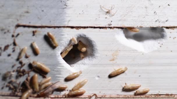 62 Animals with books Videos, lizenzfreies Stock Animals with books ...