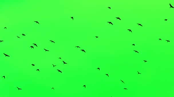 2,307 Crows Videos, Royalty-free Stock Crows Footage | Depositphotos