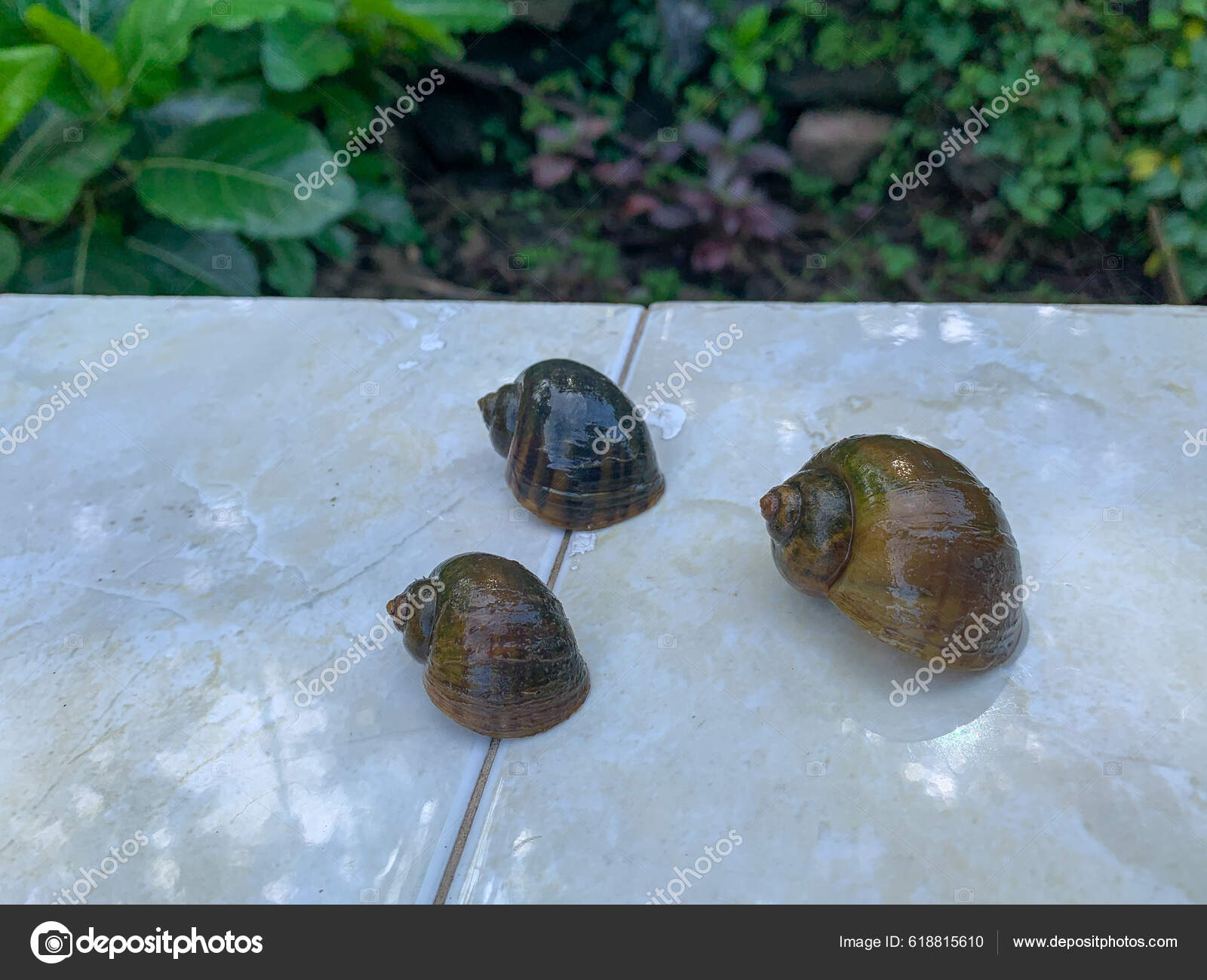 Snail Tile Floor River Snail Climbs River Tile Floor — Stock Photo ...