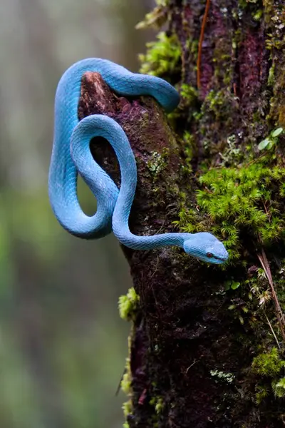 Blue snake Stock Photos, Royalty Free Blue snake Images | Depositphotos