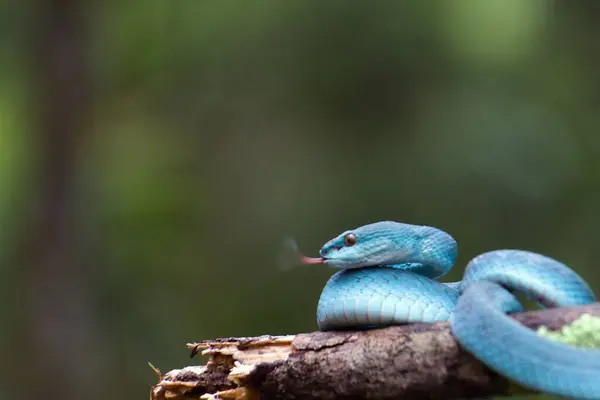 Blue snake Stock Photos, Royalty Free Blue snake Images | Depositphotos