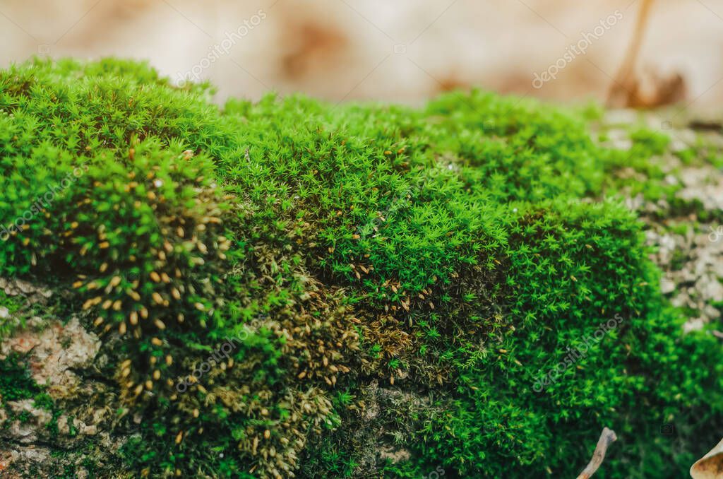 Musgo verde. Moderna decoración ecológica hecha de musgo estabilizado ...