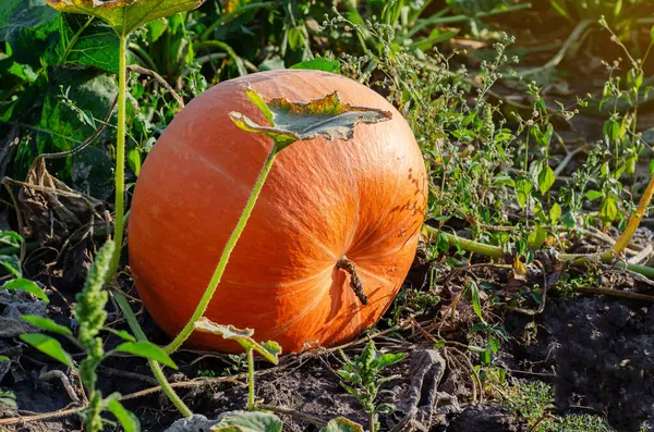 Ripe Pumpkin in Garden, Halloween Harvest Theme, Rustic Autumn Scene ...