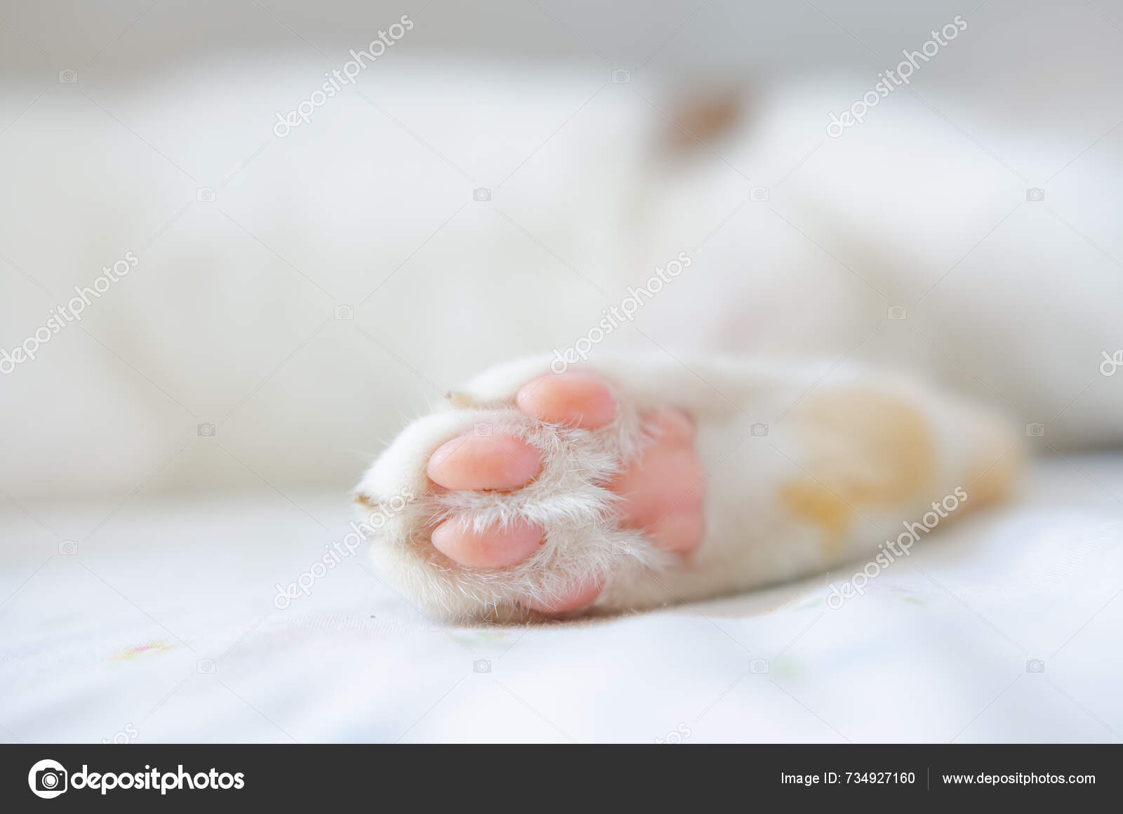 Close View Cat's Feet — Stock Photo © tewpai #734927160