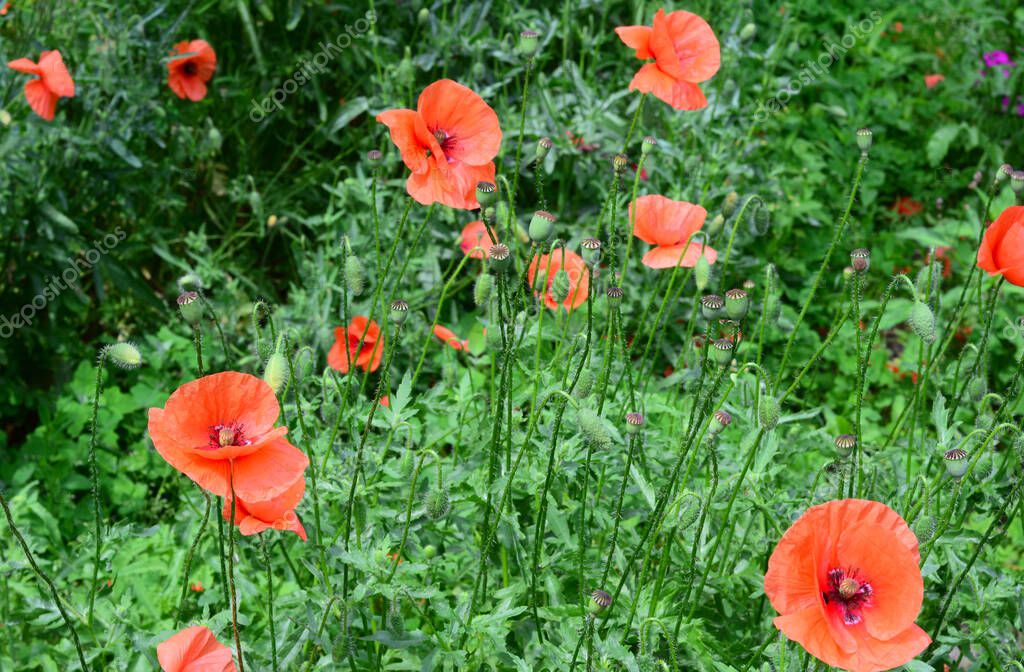 La amapola roja (Papaver rhoeas) es el símbolo del recuerdo y fue ...